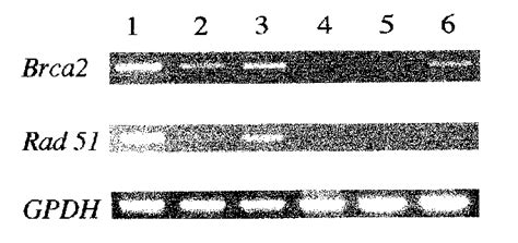 Expression Of Canine Brca2 And Rad51 Total Rna From Various Tissues
