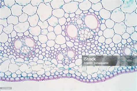 식물의 횡단면 교육 식물 생리학에 대 한 현미경 보기 아래 줄기 Stem 주제에 대한 스톡 사진 및 기타 이미지 Stem