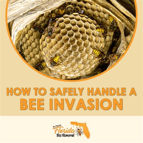 How To Safely Handle A Bee Invasion Florida Bee Removal