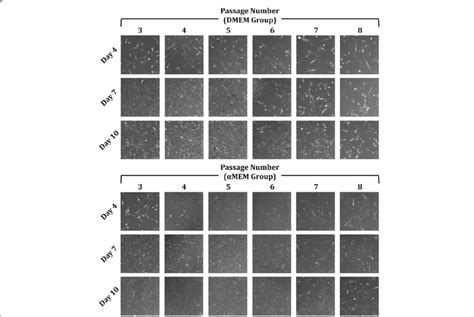 Morphological Representation Of In Vitro Aging Mscs Phase Contrast