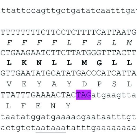 Precursor Nucleotide Sequences And The Deduced Amino Acid Sequences Of