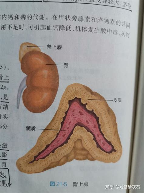 系统解剖学 第二十一章 内分泌系统（思维导图） 知乎
