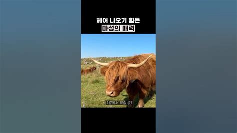 충격적인 비주얼이라 귀여운 소 Youtube