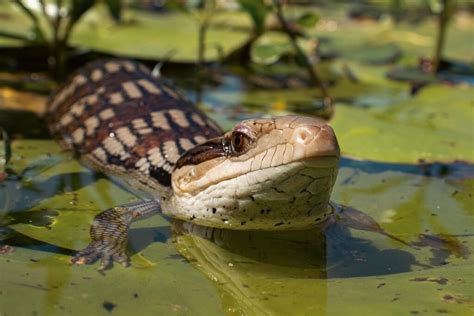 Mastering Blue Tongue Skink Breeding Essentials Exotic Pet Hub
