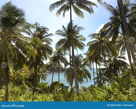 Palm Trees On Lush Green Shore Of A Tropical Island Under Blue Cloudy