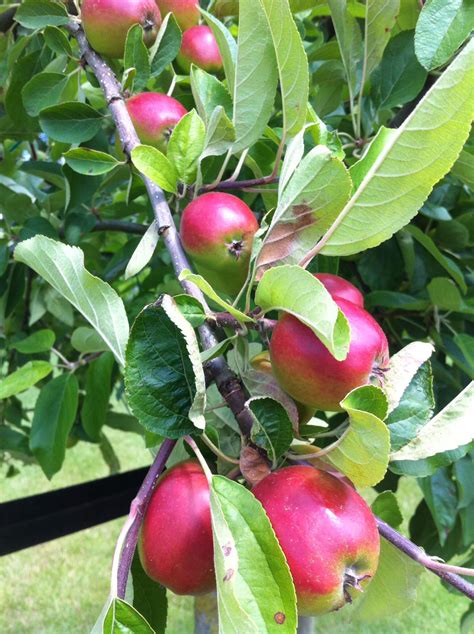 Tarta Frangipane Cu Mere Renet Gabriela Berechet Consulting