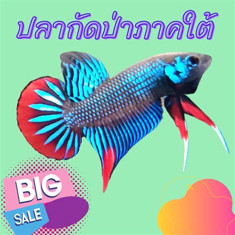ใหม่ กัดป่าใต้ ปลากัด มาแล้ว ปลากัดป่าภาคใต้ สีเขียว ผู้1ตัว ปลาสาย