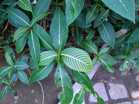 金葉木 詩情 花藝 udn部落格