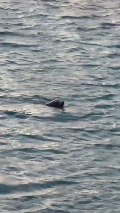 Loch Ness Monster Seen Youtube