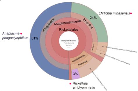 Hierarchical Classification And Distribution Of Various Species Download Scientific Diagram