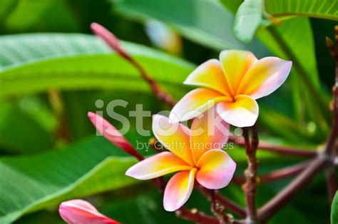 프 르 메리 아 꽃 스톡 사진 Freeimages