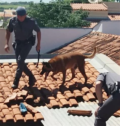 Cão Farejador Ajuda A Localizar Droga Escondida Em Telhado E Rapaz