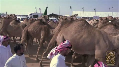 مسيرة منقية الحازمات لمالكها رجل الاعمال محمد بن نوار النفيعي Youtube