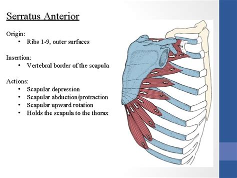 Anatomy And Kinesiology Of The Shoulder Girdle Lesson