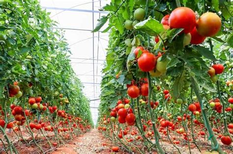 Cultivo de tomates en sueños qué significa interpretación y simbolismo