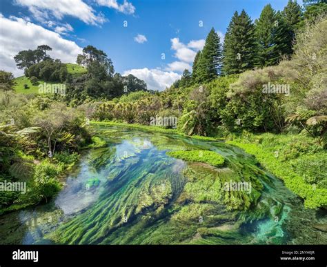 The Blue Spring Area Of The Waihou River In The Waikato Region Of The