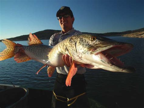 World Record Tiger Muskie
