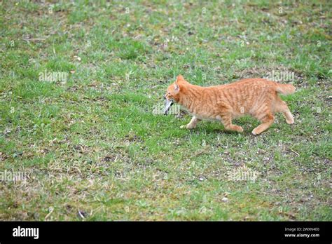 Domestic Cats Have An Instinct By Nature To Hunt Small Garden Birds
