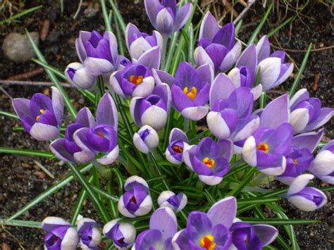 珍貴番紅花saffron Humamaloveshop 的部落格 Udn部落格
