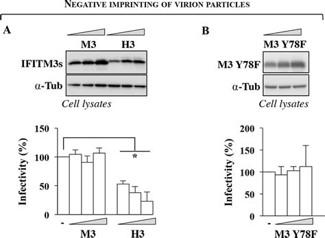 Functional Heterogeneity Of Mammalian IFITM Proteins Against HIV Journal Of Virology