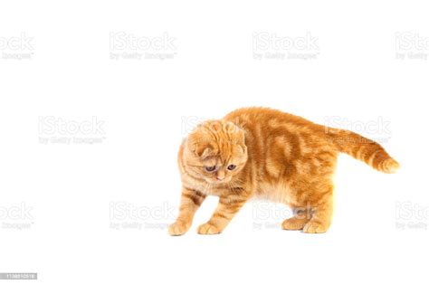 스코틀랜드 배 작은 귀와 흰색 고립 된 배경에 큰 전체 길이 눈 줄무늬에 짧은 머리 붉은 색의 아기 고양이 고양이 새끼에 대한 스톡 사진 및 기타 이미지 Istock