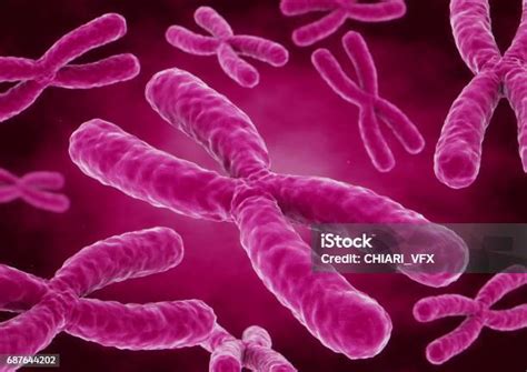3d 렌더링 X 염색체 공유 개념에 대한 스톡 벡터 아트 및 기타 이미지 공유 개념 세포핵 0명 Istock