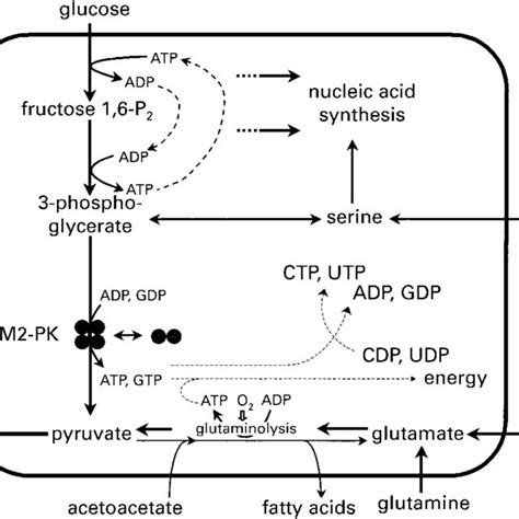 Regulation Of The Atp Adp And Gtp Gdp Ratios In Tumor Cells Download Scientific Diagram