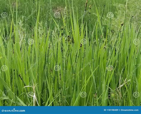 Gorgeous Snake Grass Stock Image Image Of Grass Gorgeous 118198489