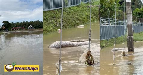 A Massive Python Spotted Swaying In Floodwaters In Southern Thailand Weirdkaya