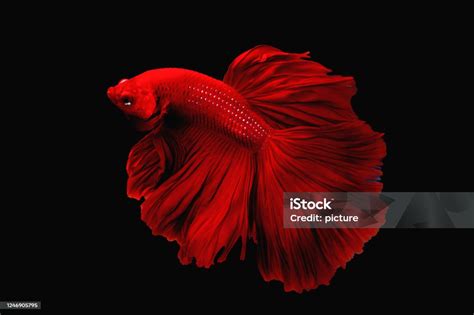 美しいベタの魚や黒の背景に隔離カラフルな半月の尾の移動瞬間を戦う かわいがられているペットのストックフォトや画像を多数ご用意 かわい