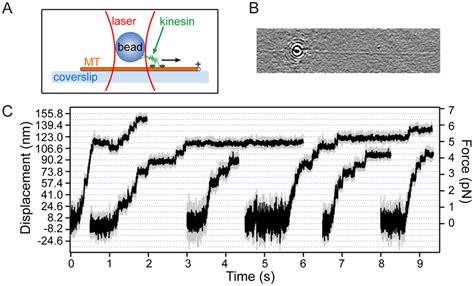 Kinesin Stepping Along Mts A Schematic Of The Kinesin Bead Assay Download Scientific