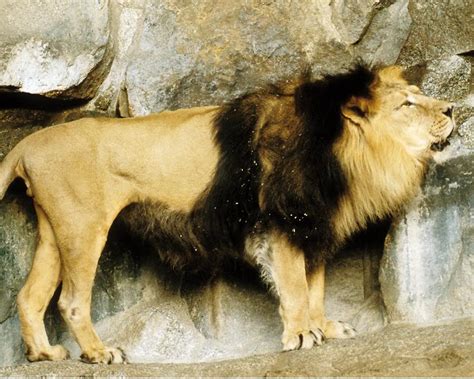 Black Mane Lion Extinct