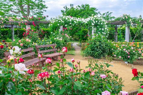 花久の里 埼玉県 全国の花風景 はなまっぷ～日本の美しい花風景～（花の名所検索サイト）｜絶景のお花畑を見に行こう！