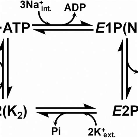 Simplified Scheme Of The Catalytic Cycle Of The Na K Atpase The
