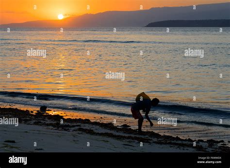 Indonesian Woman Collecting Algae For Agar Agar Alor Indonesia Stock