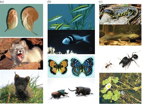 How Does Phenotypic Plasticity Fit Into Evolutionary Theory