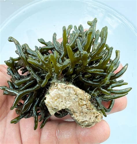 Macro Algae