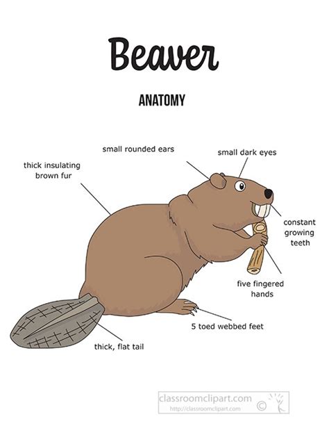 Anatomy Of A Beaver Anatomy Of Tenons Capsule Copyright © 1984