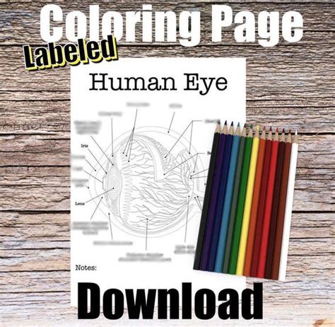 Diagram Of The Eye Coloring Pages [2025]