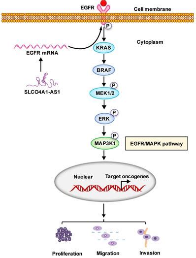 Lncrna Slco4a1 As1 Predicts Poor Prognosis And Promotes Proliferation