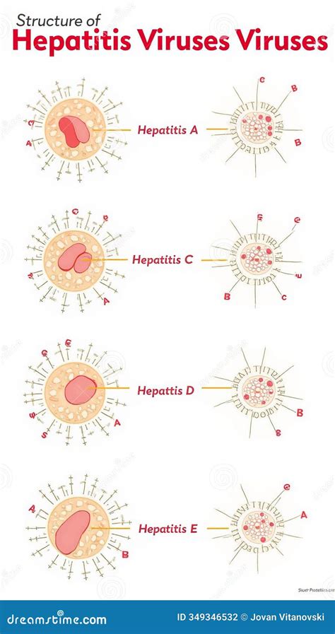 Hepatitis Viruses Set Structure Of Hepatitis A B C D E Viruses