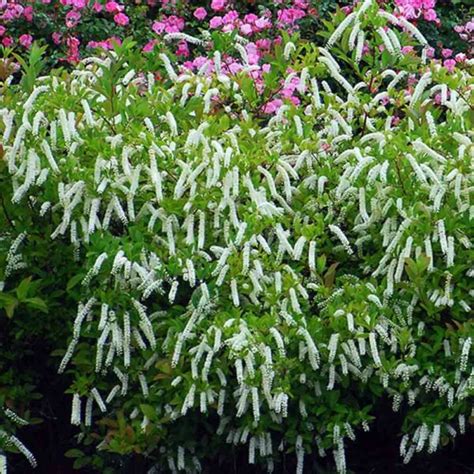 Itea Henrys Garnet Sweetspire Sugar Creek Gardens
