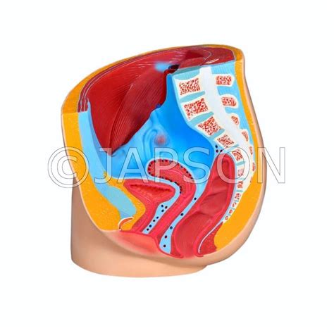 Model Reproductive System Female Pelvic Anatomy