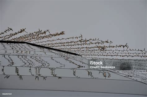 화환 커튼 건물의 유리 외관 앞에 매달려 빛 Led 체인의 눈 표류 바람이 불고 당신은 잔물결 줄무늬에 매달려 조명의 제비