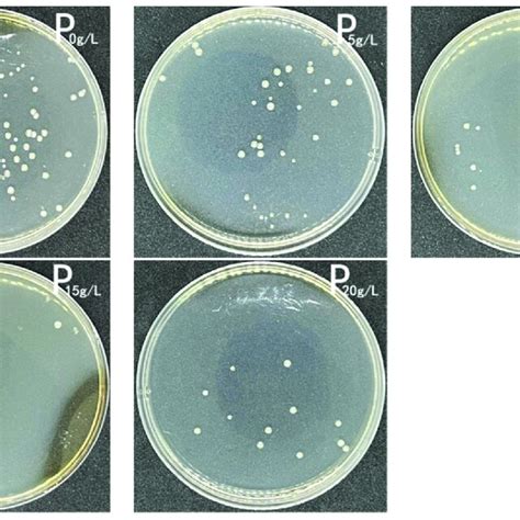 Inhibition Of E Coli By Untreated Cotton And Antimicrobial Cotton