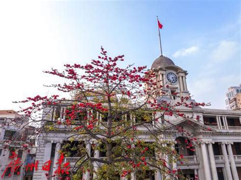 粤海关红棉绽放