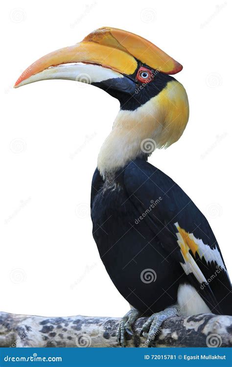 Hornbill Stock Image Image Of Closeup Horn Colorful 72015781