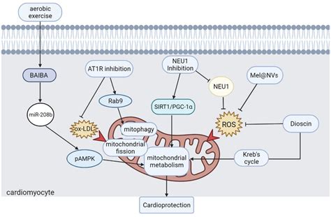 Strategies for mitochondria-targeted IHD therapy. Moderate aerobic... | Download Scientific Diagram