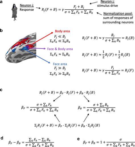 The Functional Organization Of High Level Visual Cortex Determines The