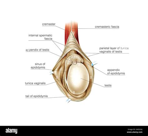 Illustration Of The Male Genital System Testis Epididymis This